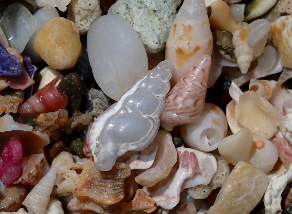 Aspella from Woolgoolga NSW 2456, Australia on November 27, 2023 at 12: ...