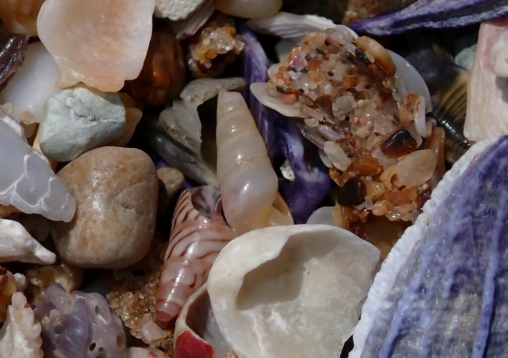 Gastropods from Woolgoolga NSW 2456, Australia on November 27, 2023 at ...