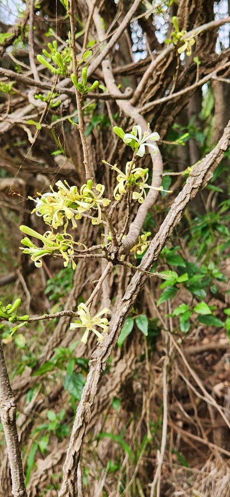 Turraea pubescens from The Bluff QLD 4340, Australia on November 27 ...
