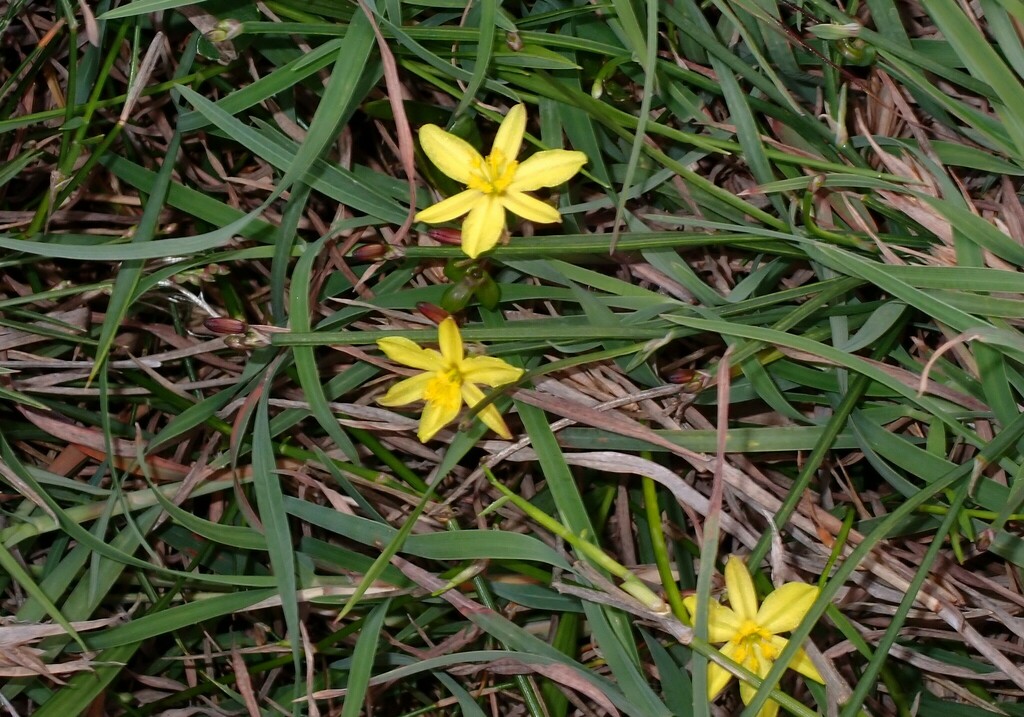 yellow rush-lily from Woolgoolga NSW 2456, Australia on November 27 ...