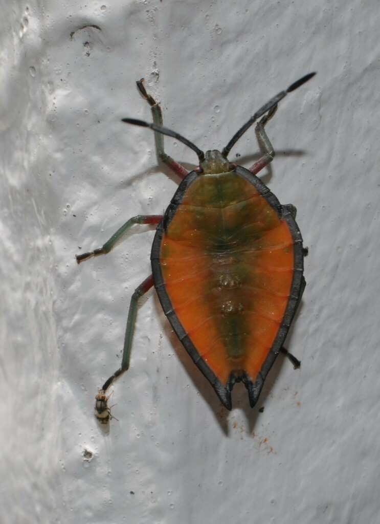 Lychee Stink Bug from Brisbane QLD, Australia on November 27, 2023 at ...