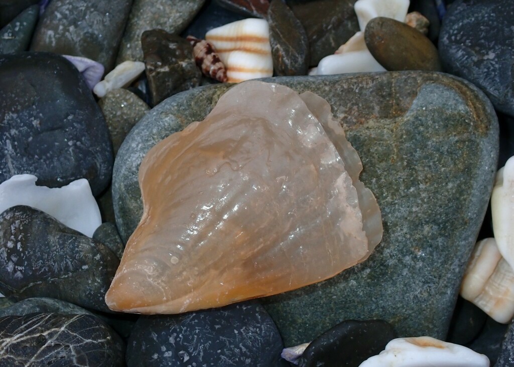 Baggy Pen Shell from Woolgoolga NSW 2456, Australia on November 27 ...