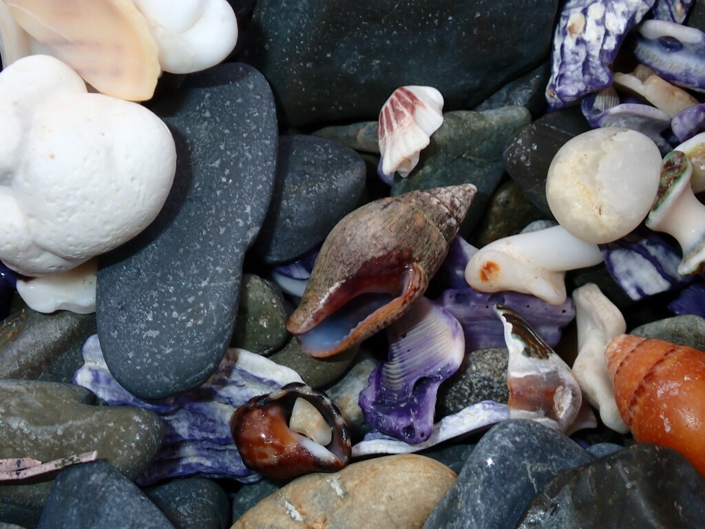 Tortoise Dove Shell from Woolgoolga NSW 2456, Australia on November 27 ...