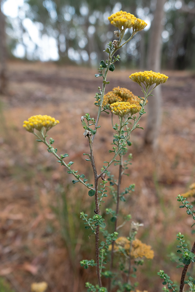Grey Everlasting from Castlemaine VIC, Australia on November 25, 2023 ...