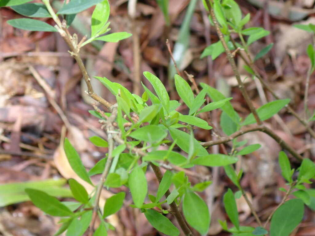 Bootlace Plant in November 2023 by Jo · iNaturalist