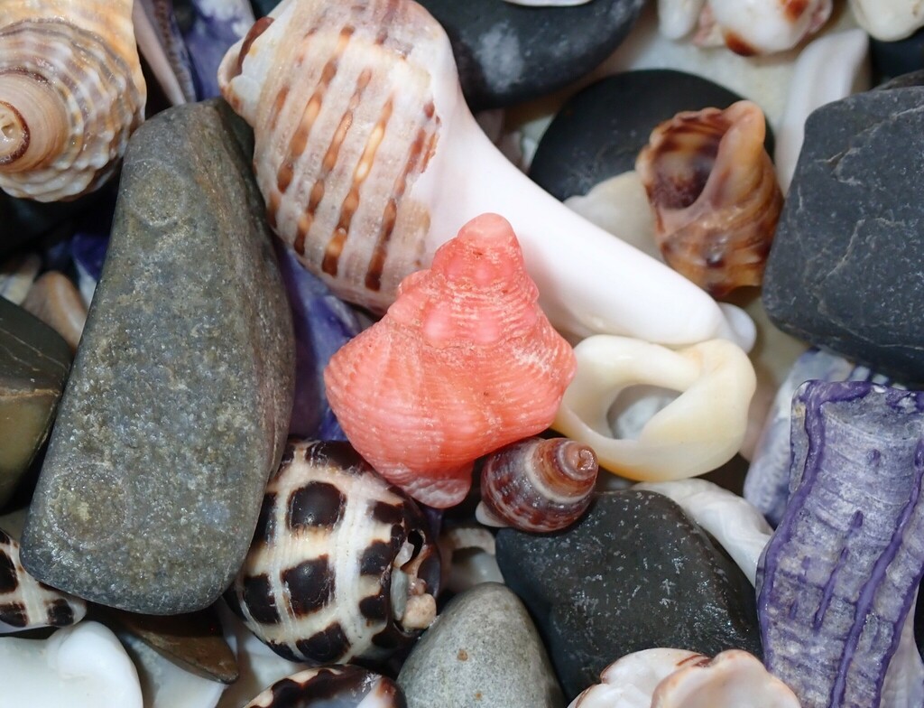 Mipus arbutum from Woolgoolga NSW 2456, Australia on November 27, 2023 ...