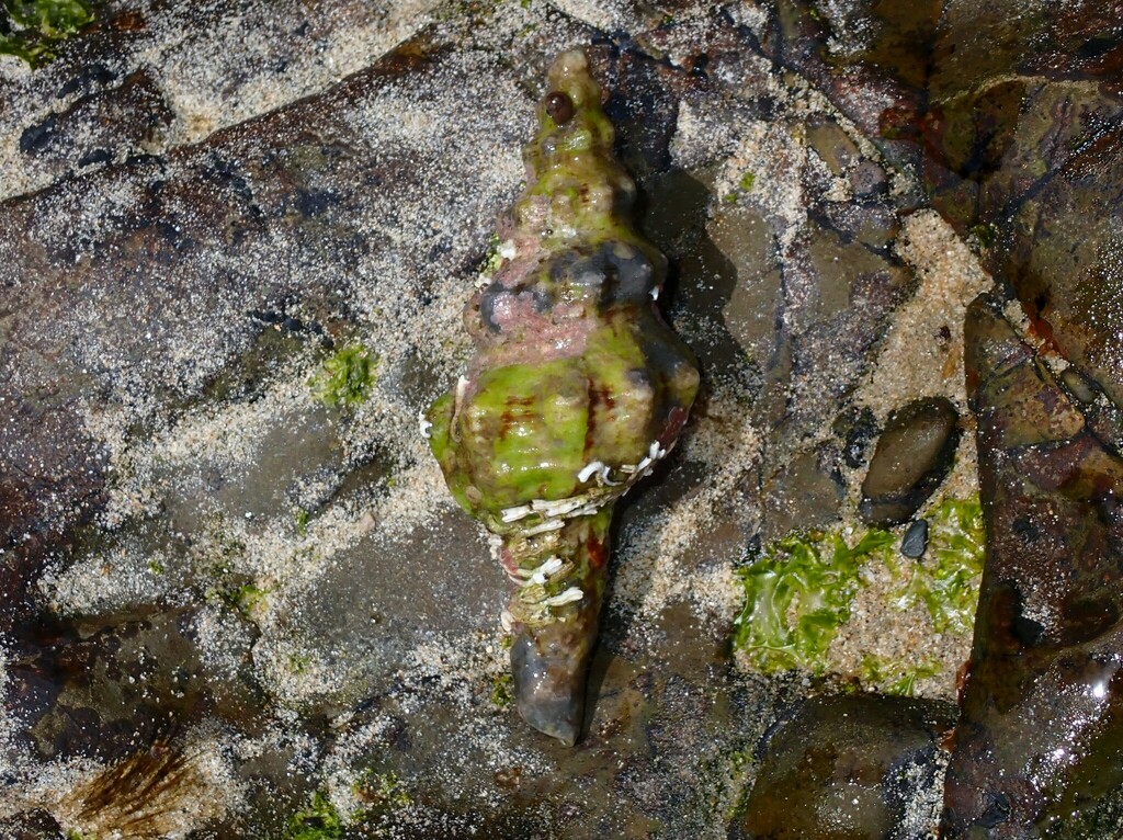 Nicobar spindle from Woolgoolga NSW 2456, Australia on November 27 ...