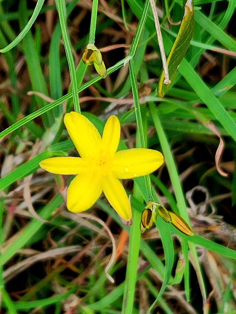 yellow rush-lily from Sandy Beach NSW 2456, Australia on November 27 ...