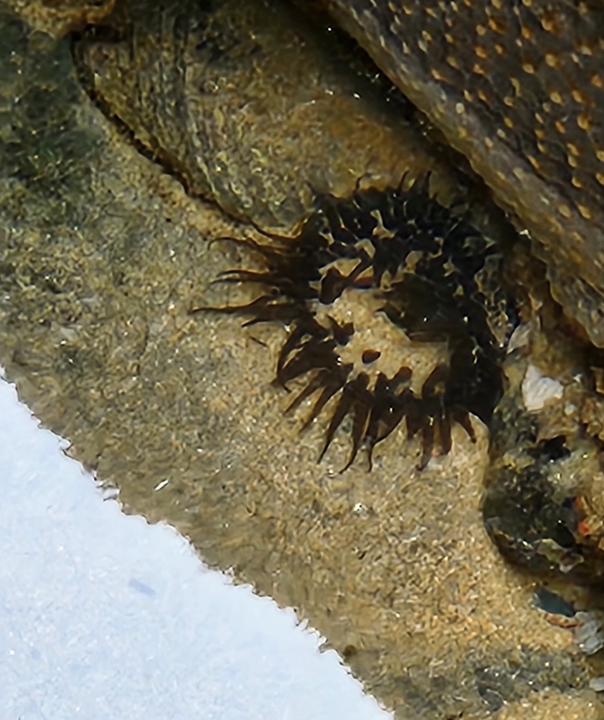 Green snakelock anemone from Sandy Beach NSW 2456, Australia on ...