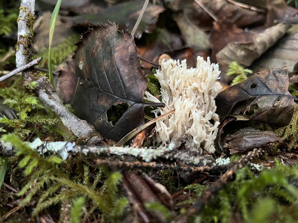 White Coral Fungus from Juneau, AK, US on October 19, 2023 at 05:14 PM ...