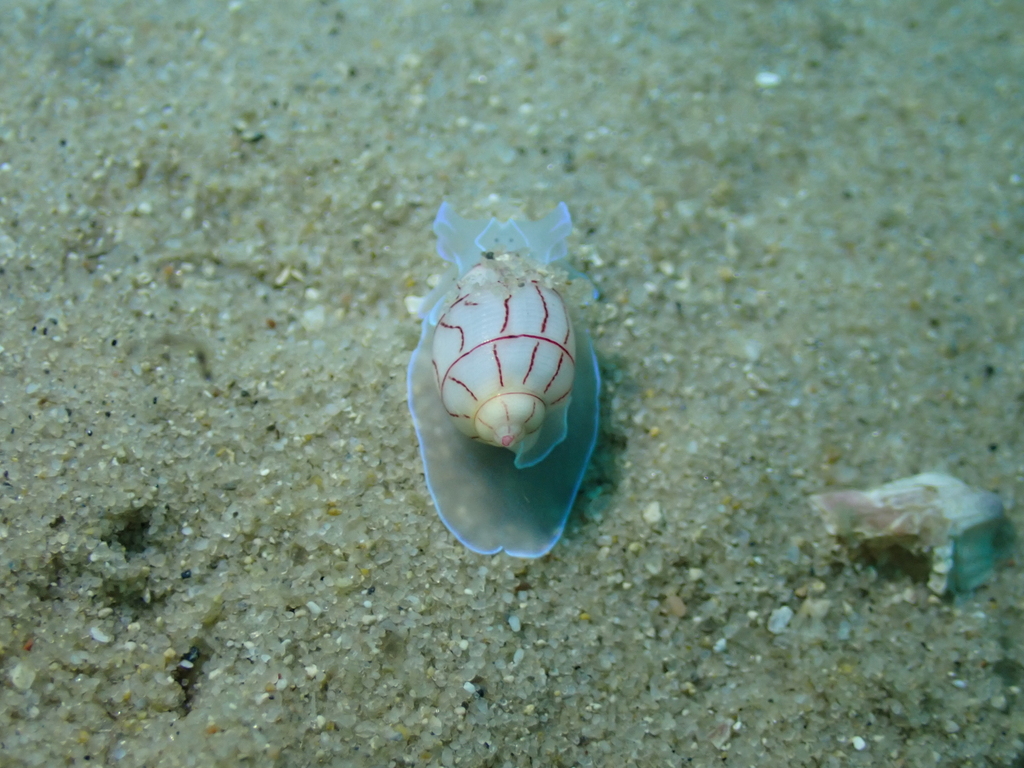 Red-lined Bubble Snail from Fly Point, Port Stephens NSW 2319 ...