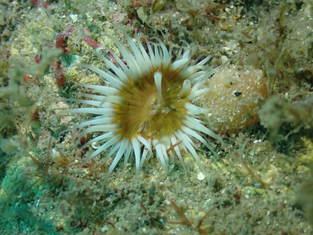 White-striped Anemone from Fly Point, Port Stephens NSW 2319, Australia ...