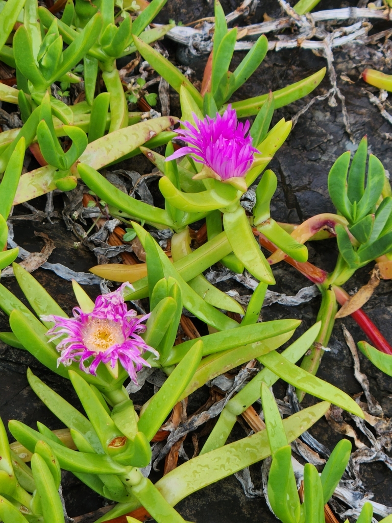 Angular Sea-fig from Sandy Beach NSW 2456, Australia on November 27 ...