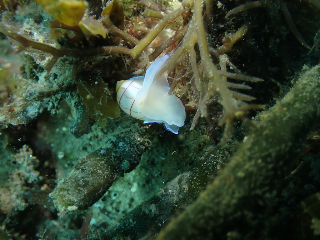 Red-lined Bubble Snail from Fly Point, Port Stephens NSW 2319 ...