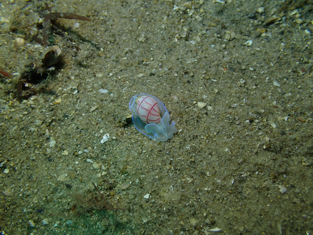 Red-lined Bubble Snail from Fly Point, Port Stephens NSW 2319 ...