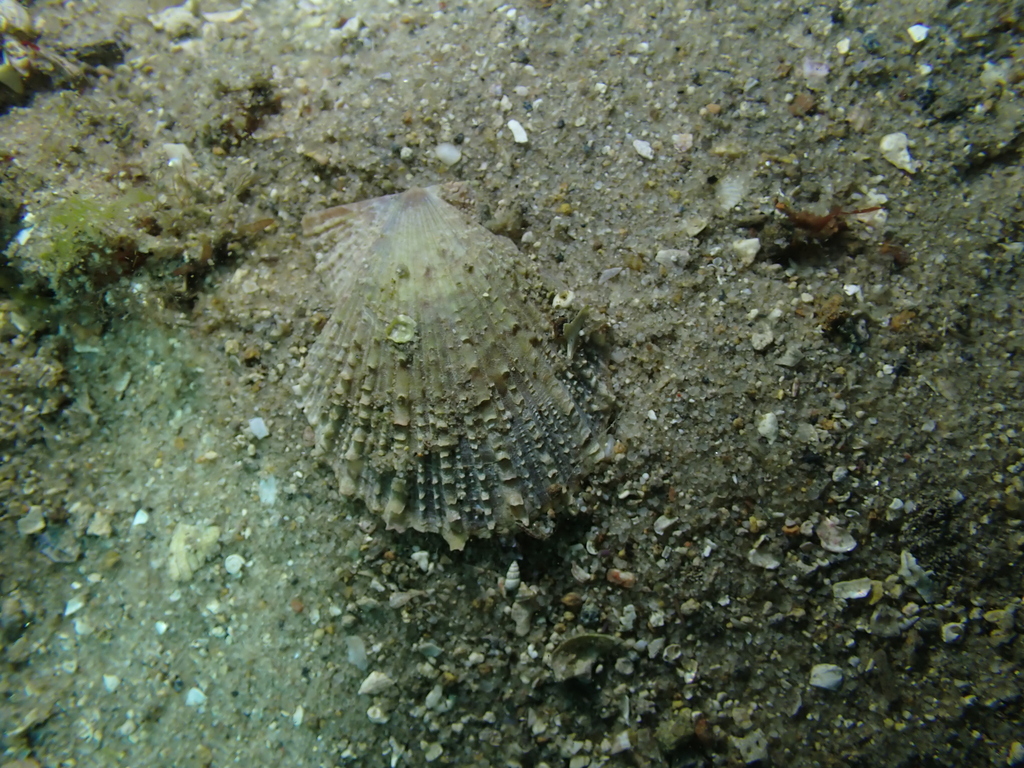 Livid Fan Scallop from Fly Point, Port Stephens NSW 2319, Australia on ...