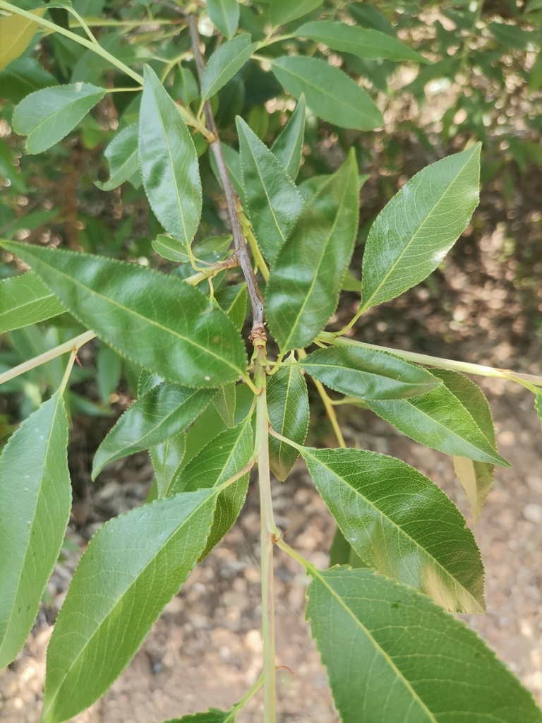 black cherry from Roodekrans 183-Iq, Roodepoort, South Africa on ...