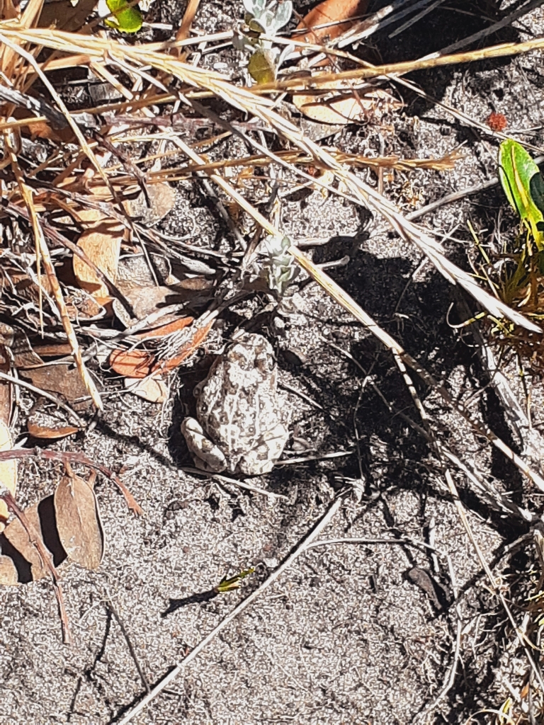 Cape sand frog from Cape Peninsula, Cape Town, South Africa on November ...