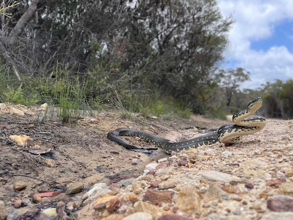 Diamond Python from Royal National Park, Royal National Park, NSW, AU ...
