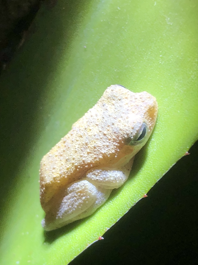 Nongkhor Asian tree frog from Chi Long Forest Park, Kantharawichai ...