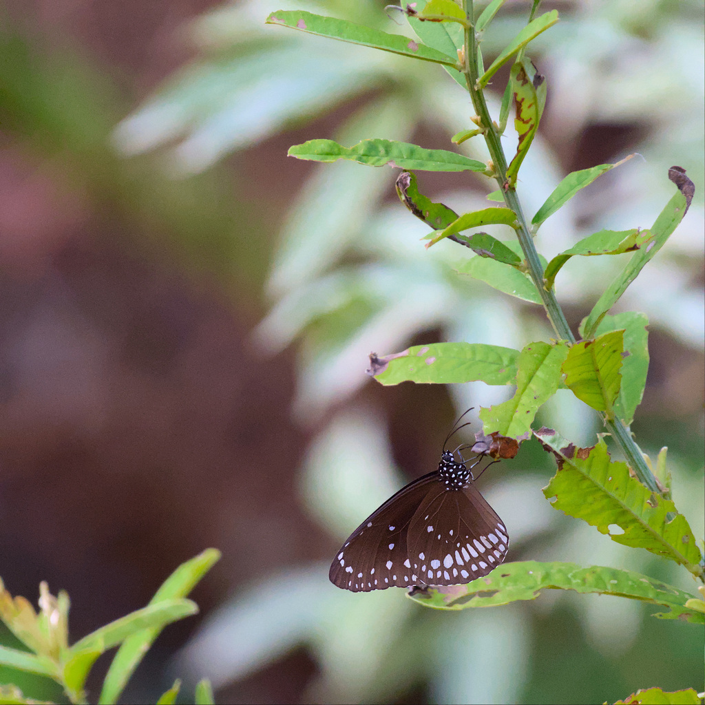 Common Crow Butterfly from Cotigao Wildlife Sanctuary, Canacona Taluka ...