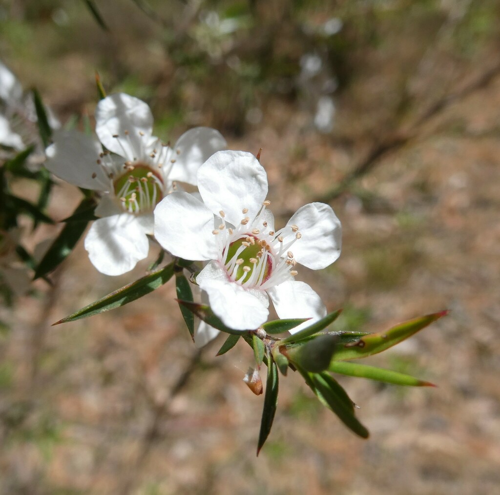 prickly tea-tree from Kuitpo SA 5201, Australia on November 27, 2023 at ...