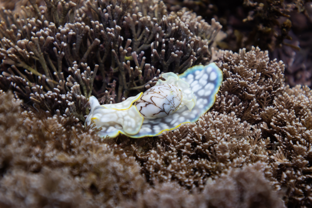 Micromelo from City of Randwick, NSW, Australia on November 27, 2023 at ...