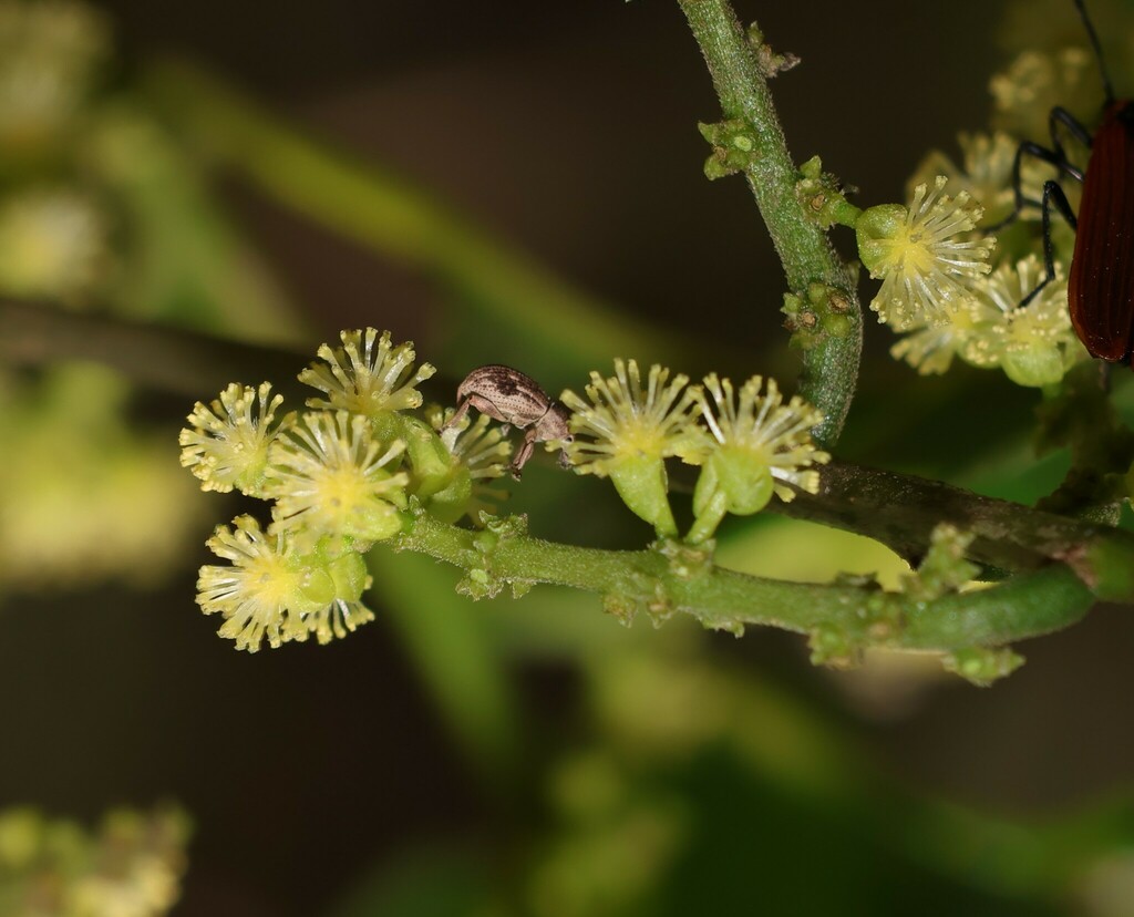 Claoxylon australe from Kingsholme QLD 4208, Australia on November 27 ...
