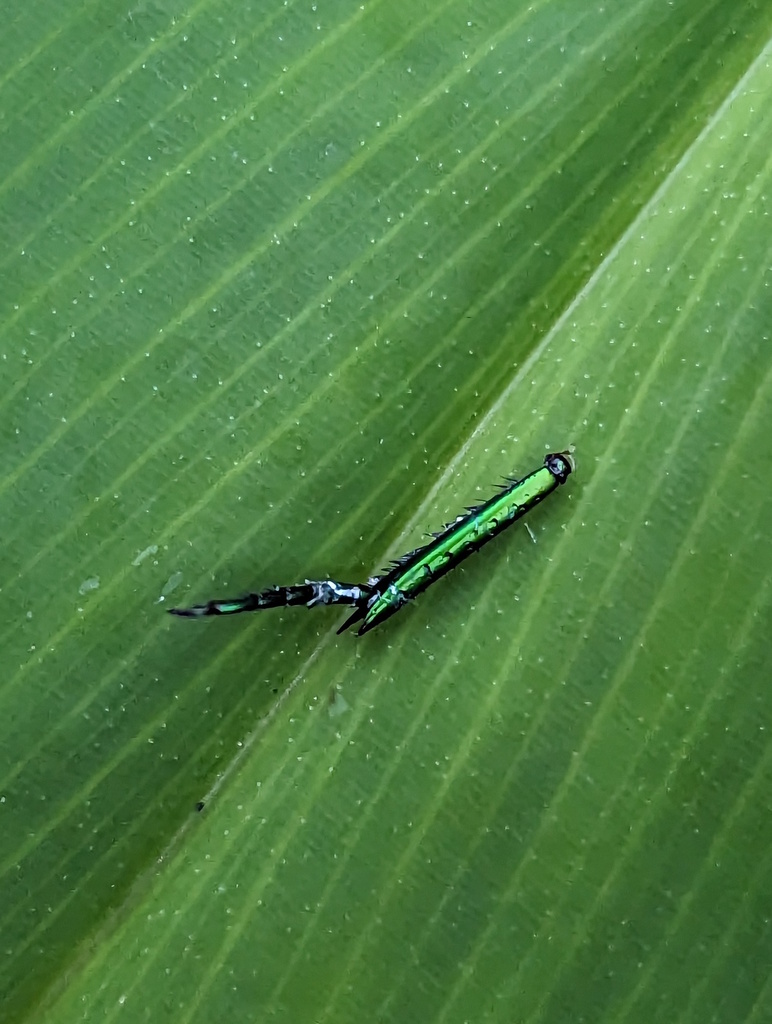 Ischiopsopha wallacei in November 2023 by RattyExplores · iNaturalist