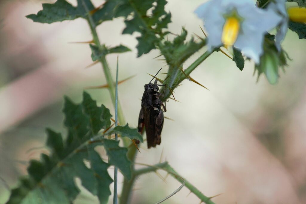 Red Buffalo-bur from West Rand District Municipality, South Africa on ...