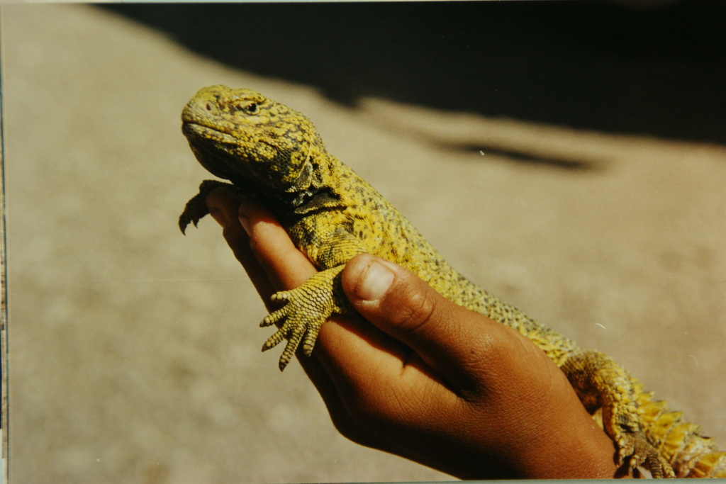 Moroccan Spiny-tailed Lizard from Warzazat-Provinz, Marokko on January ...