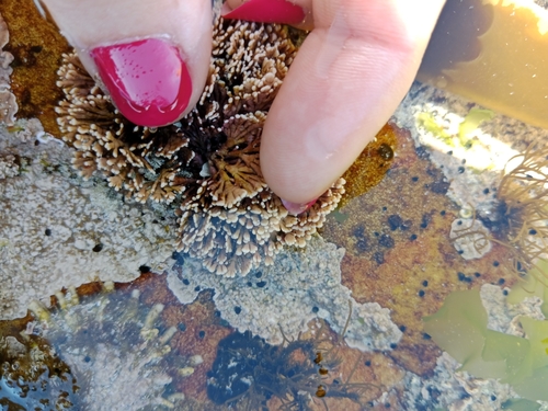 Amphiroa capensis · iNaturalist United Kingdom