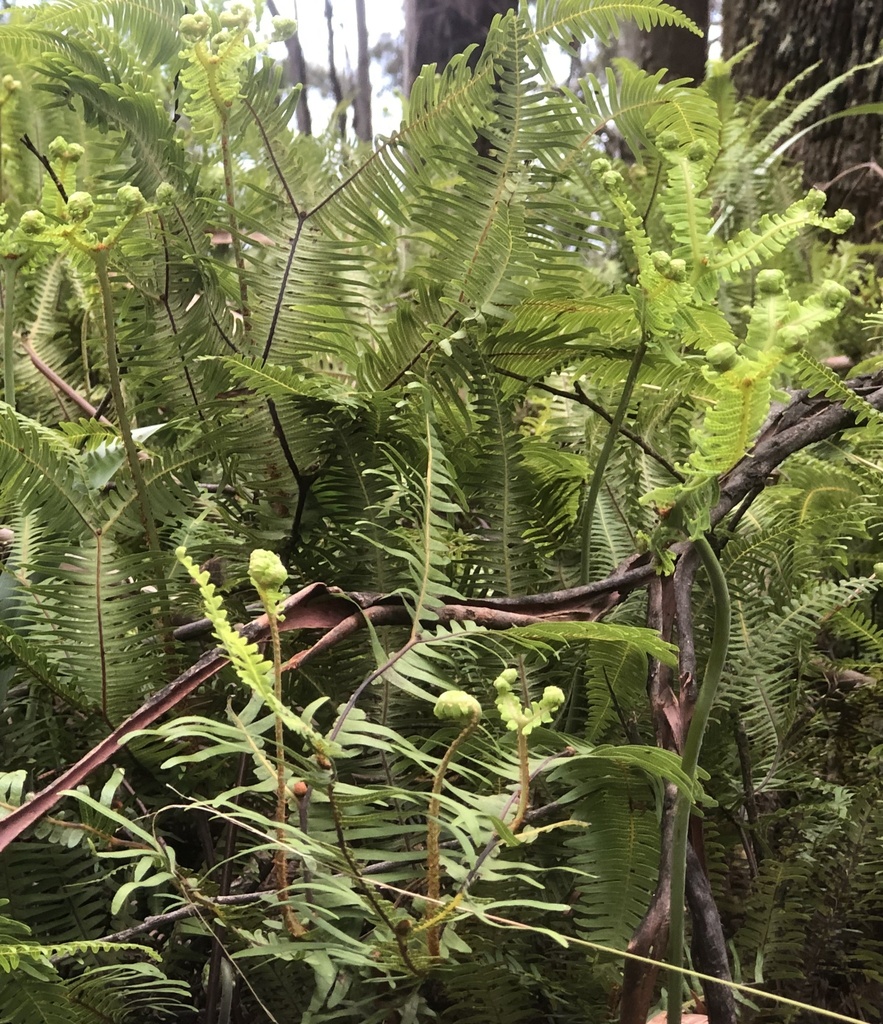 Spreading Fan-fern from South East Forest National Park, Bemboka, NSW ...