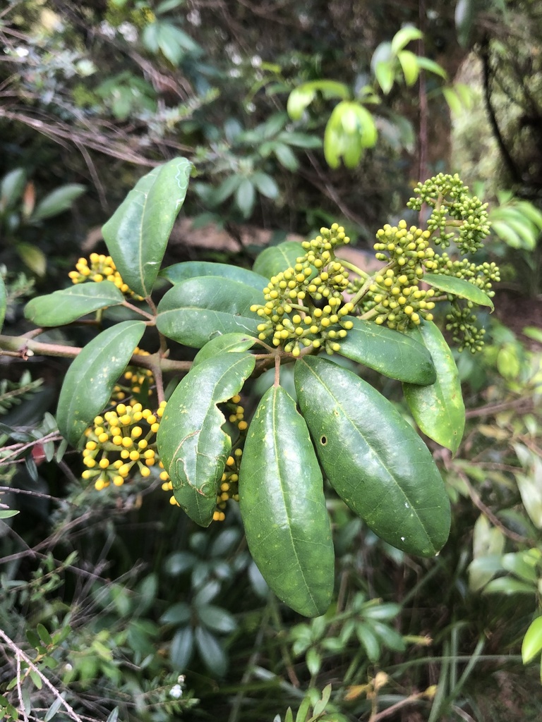 Five-Leaved Water Vine from Mogood, NSW, AU on November 26, 2023 at 03: ...
