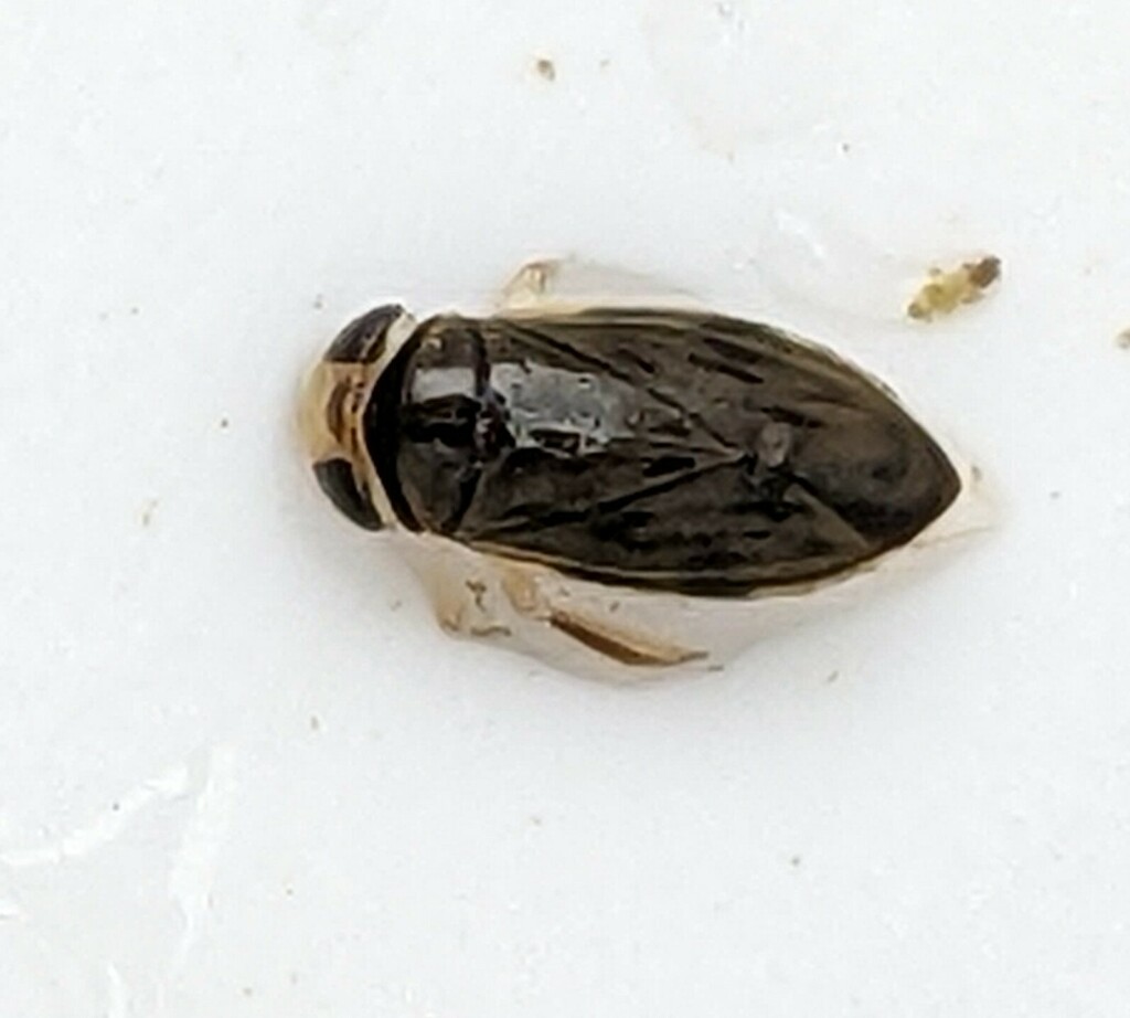 Micronecta from Swan Vale NSW 2370, Australia on November 25, 2023 at ...