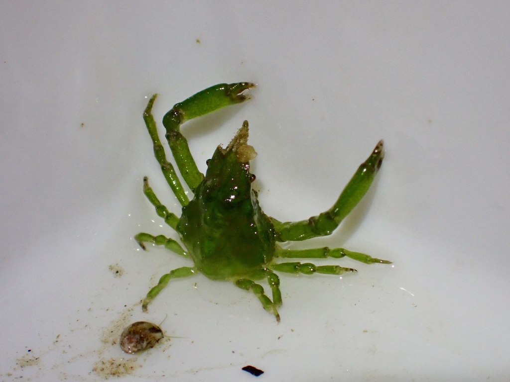 Halimeda Crab from Platier Ricaudy on November 25, 2023 at 04:21 PM by ...