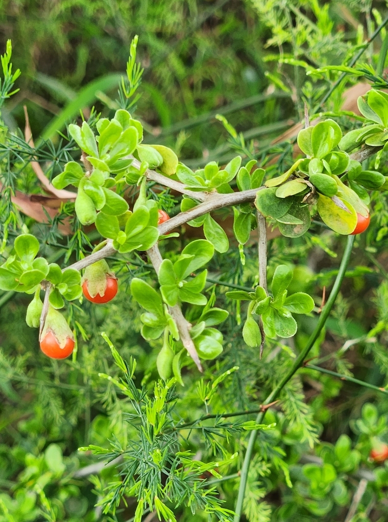 African boxthorn from The Bluff QLD 4340, Australia on November 27 ...