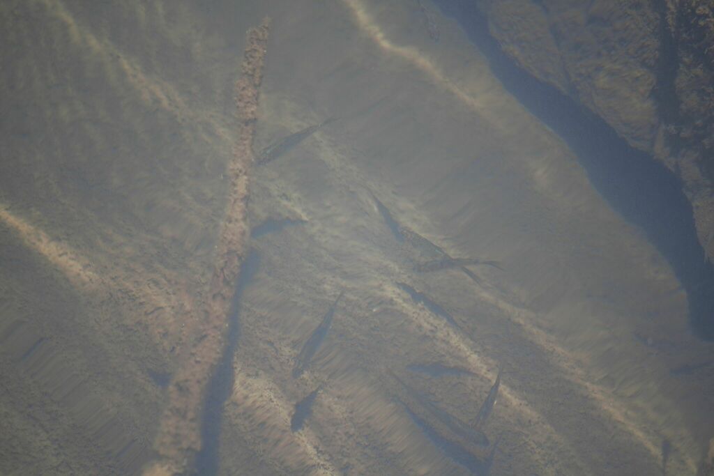 Large-scale Yellowfish from West Rand District Municipality, South ...