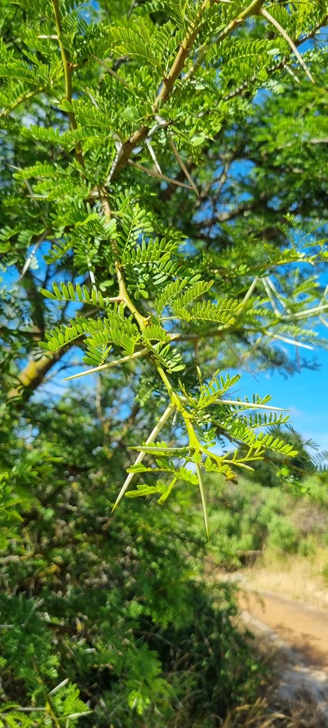 fever tree from Bellville, Cape Town, South Africa on November 24, 2023 ...