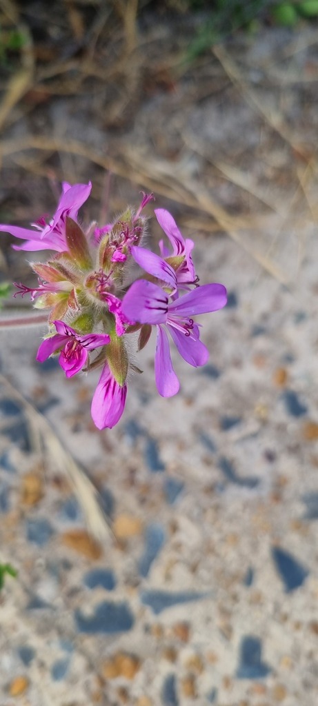 rose-scented geranium from Bellville, Cape Town, South Africa on ...
