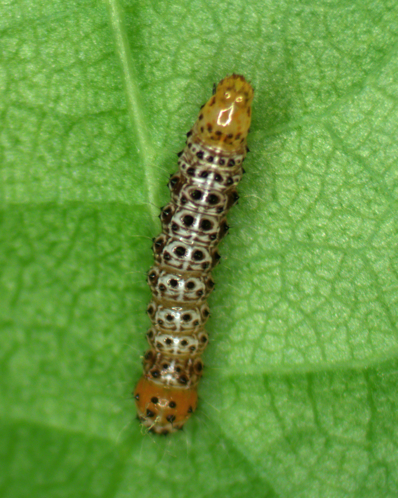 Australian Grapevine Moth from Gordon VIC 3345, Australia on November ...
