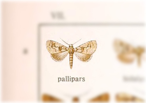 género Bouda · NaturaLista Colombia