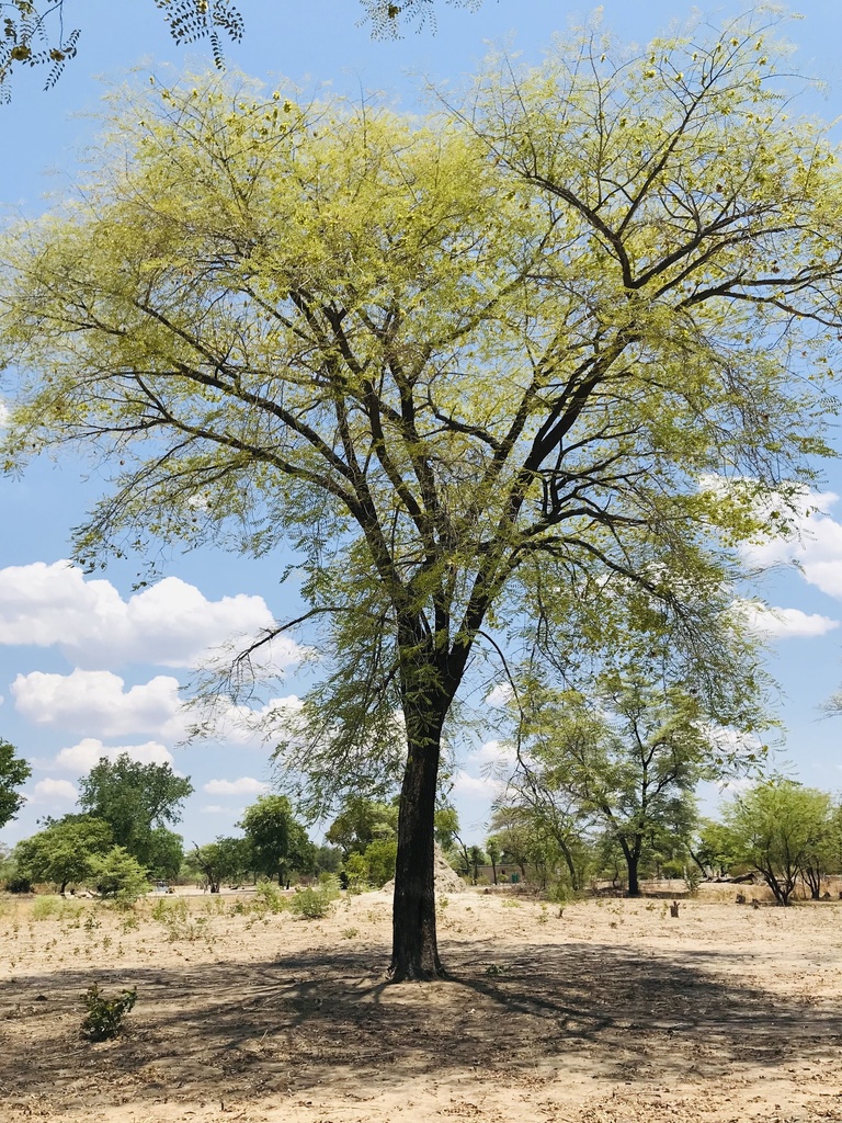 kiaat from Brendan Simbwaye Road, Zambezi, NA on November 27, 2023 at ...