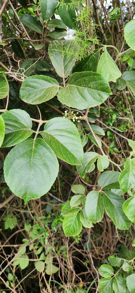 Cayratia acris from Ashwell QLD 4340, Australia on November 27, 2023 at ...