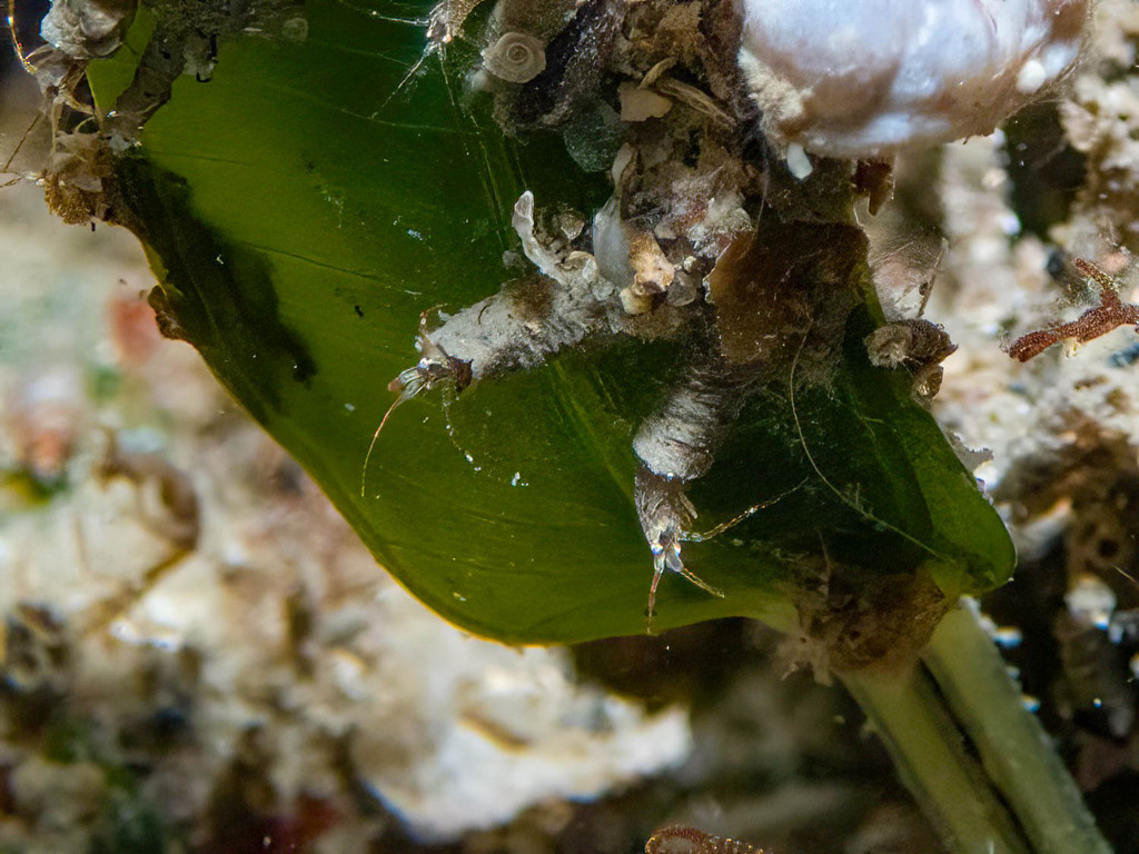 Ischyroceridae from Pipeline, Port Stephens NSW 2319, Australia on ...
