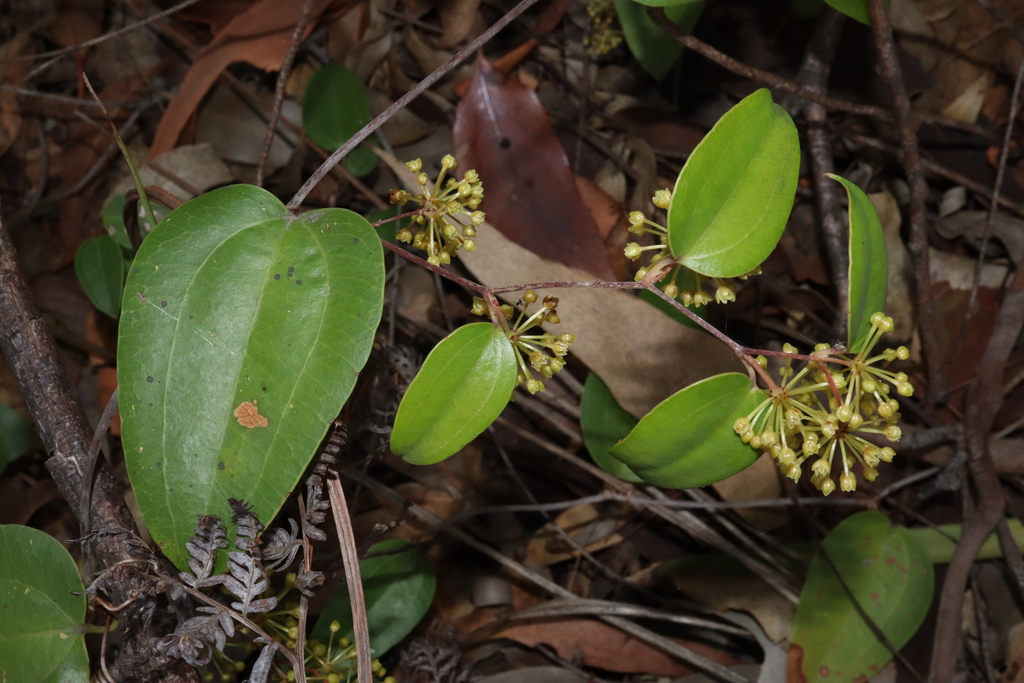 Sweet Sarsaparilla from Sydney NSW, Australia on November 27, 2023 at ...