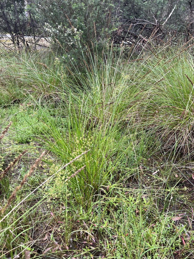 Juncus holoschoenus from Diamond Creek, Eltham, VIC, AU on November 27 ...