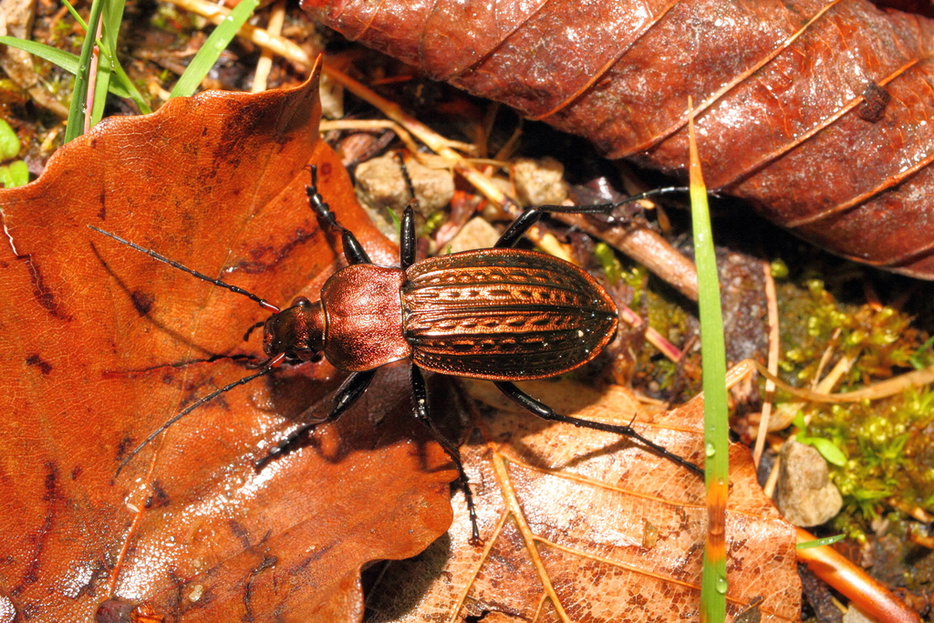Carabus cancellatus from Weyer, Österreich on June 11, 2021 at 04:29 PM ...