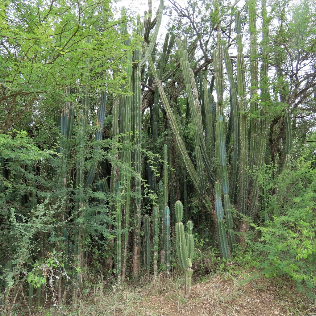 Queen-of-the-night from Ngomane, Eswatini on November 27, 2023 at 10:29 ...