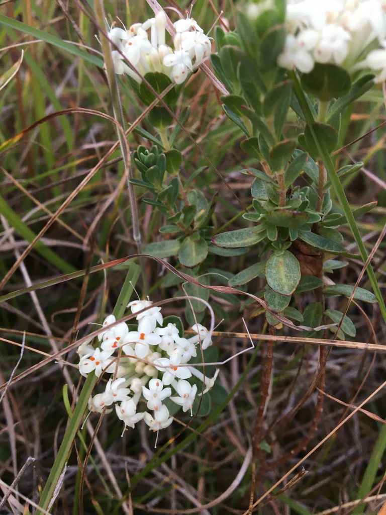 Common Rice-flower from Harris Dr, Lucas, VIC, AU on November 27, 2023 ...